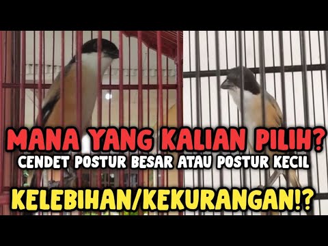 Sisi Kelebihan Atau Kekurangan Cendet Postur Besar/Kecil VERSI BANG UCUP!