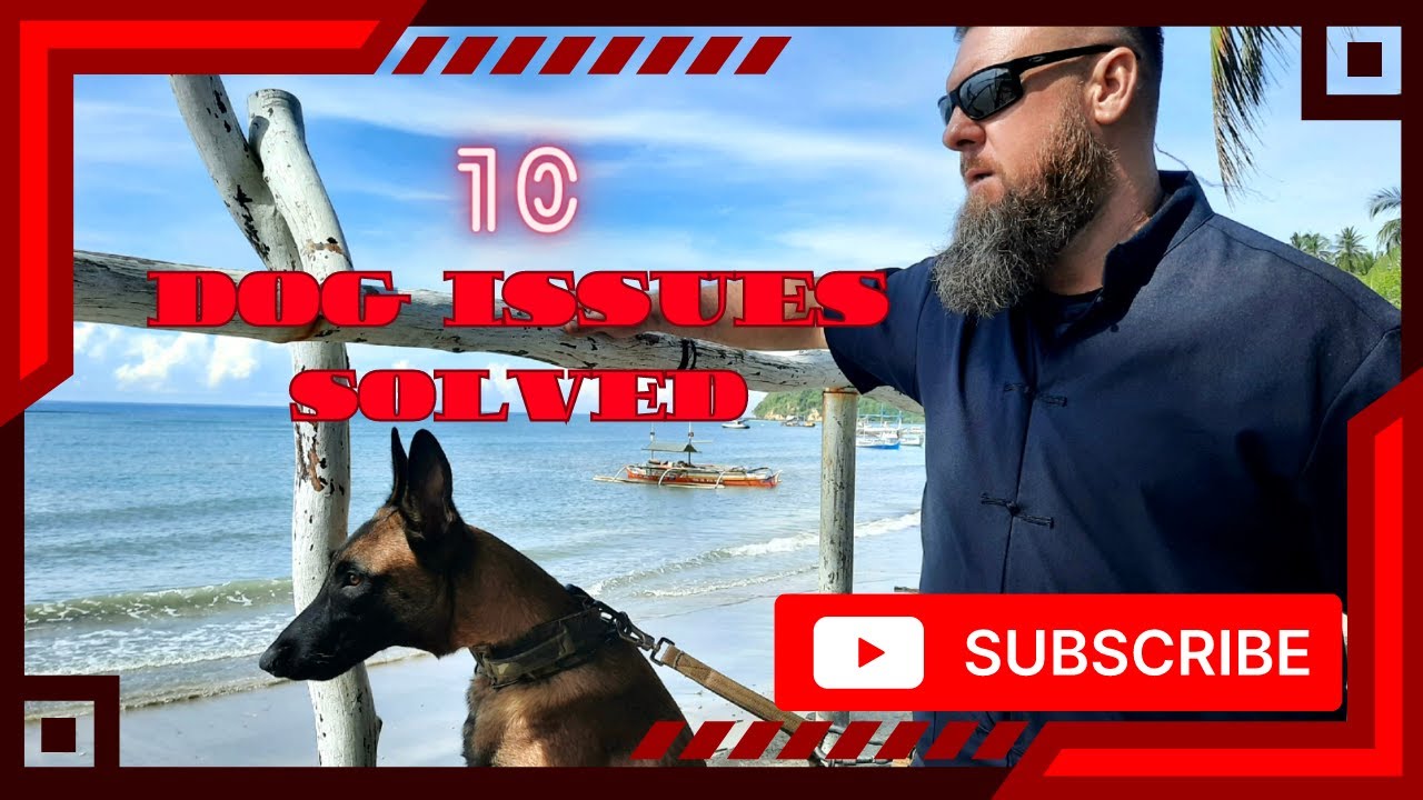 Solving Your Dog's Behaviour Problems: A Comprehensive Guide - YouTube