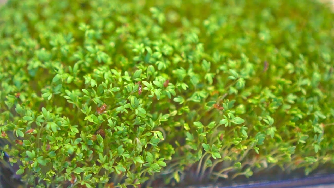 How to Grow Cress Microgreens - YouTube