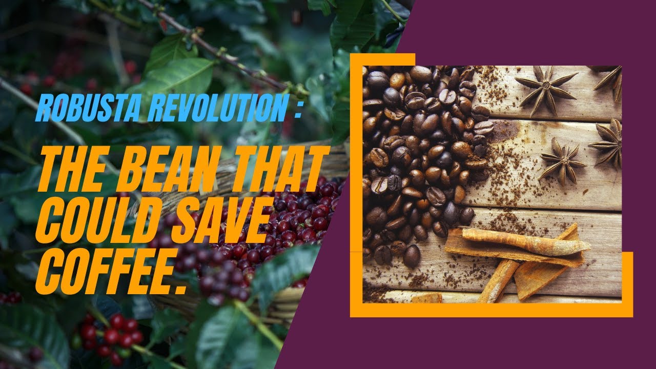 Robusta Revolution : The Bean that Could Save Coffee - YouTube