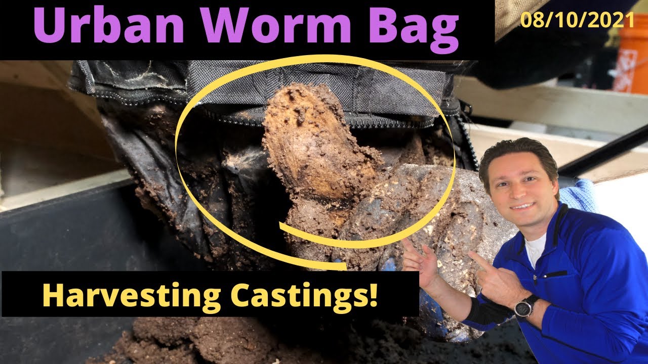 Urban Worm Bag Harvest and Massive Feeding 8/10/2021 - YouTube