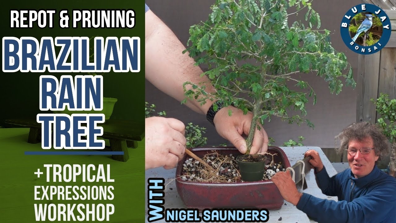 Brazilian Rain Tree Bonsai & Workshop with Nigel Saunders - YouTube