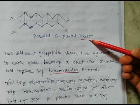CLASS 11_BIOLOGY_BIOMOLECULE (STRUCTURE OF PROTEIN) - YouTube