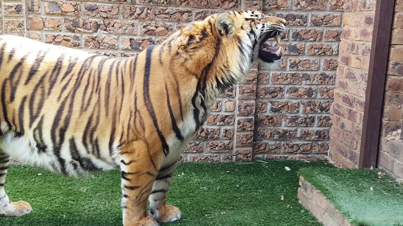 Can a tiger smile ? Without showing its teeth ? and do tigers eat grass ...