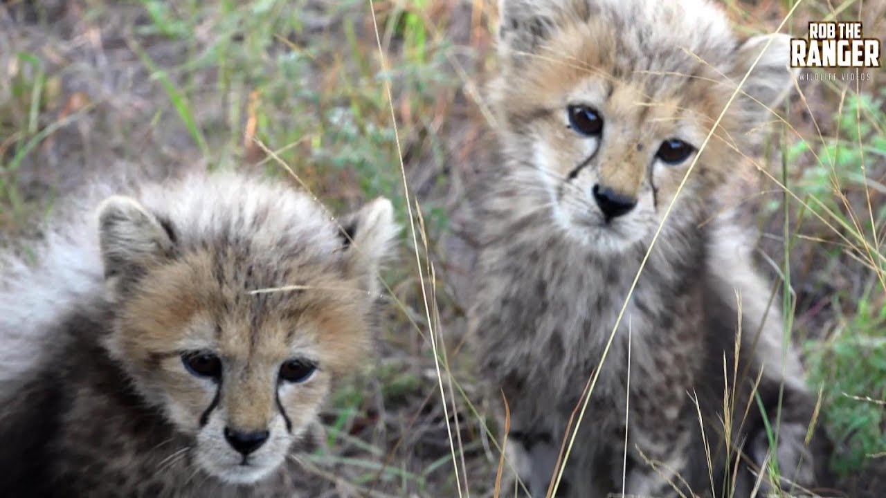 Cute Baby Wildlife Collection | Rob The Ranger Special Edition - YouTube