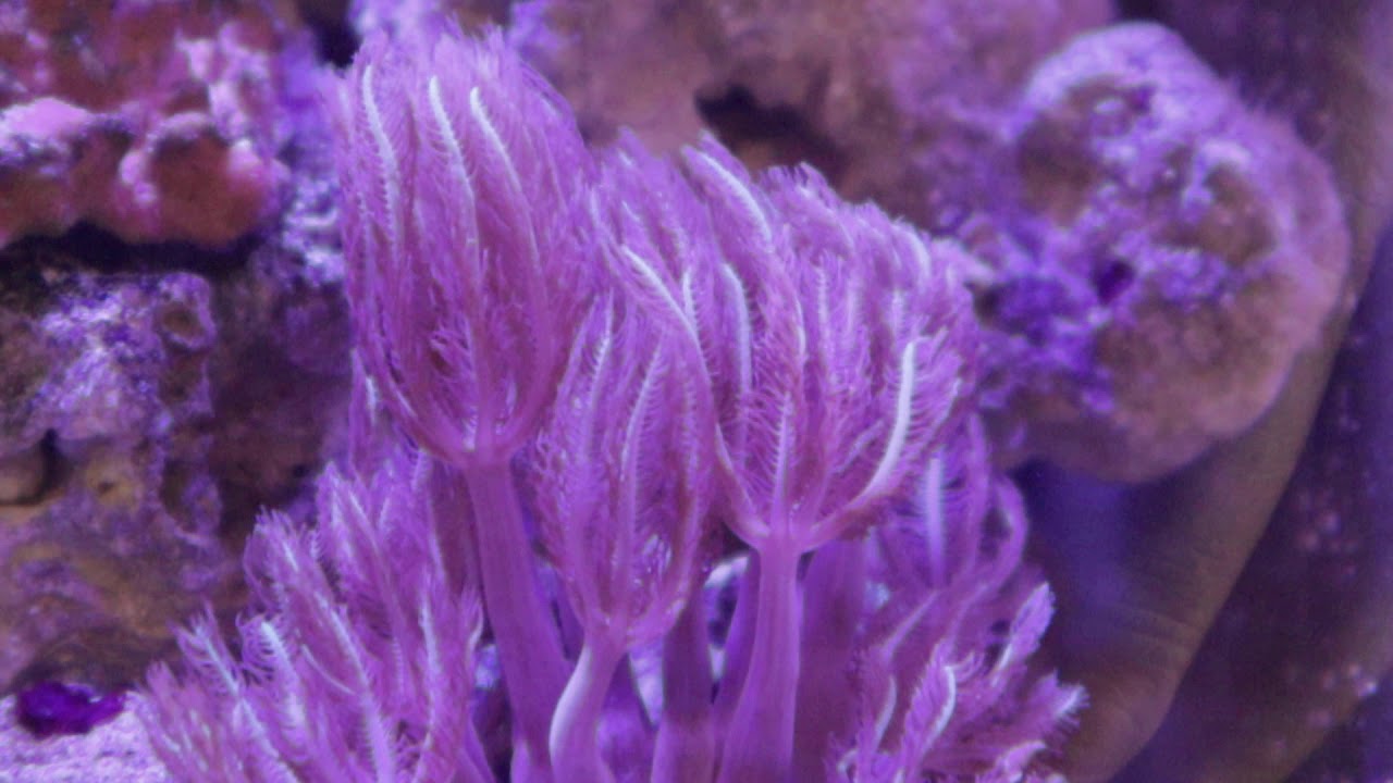 Waving hand coral - YouTube