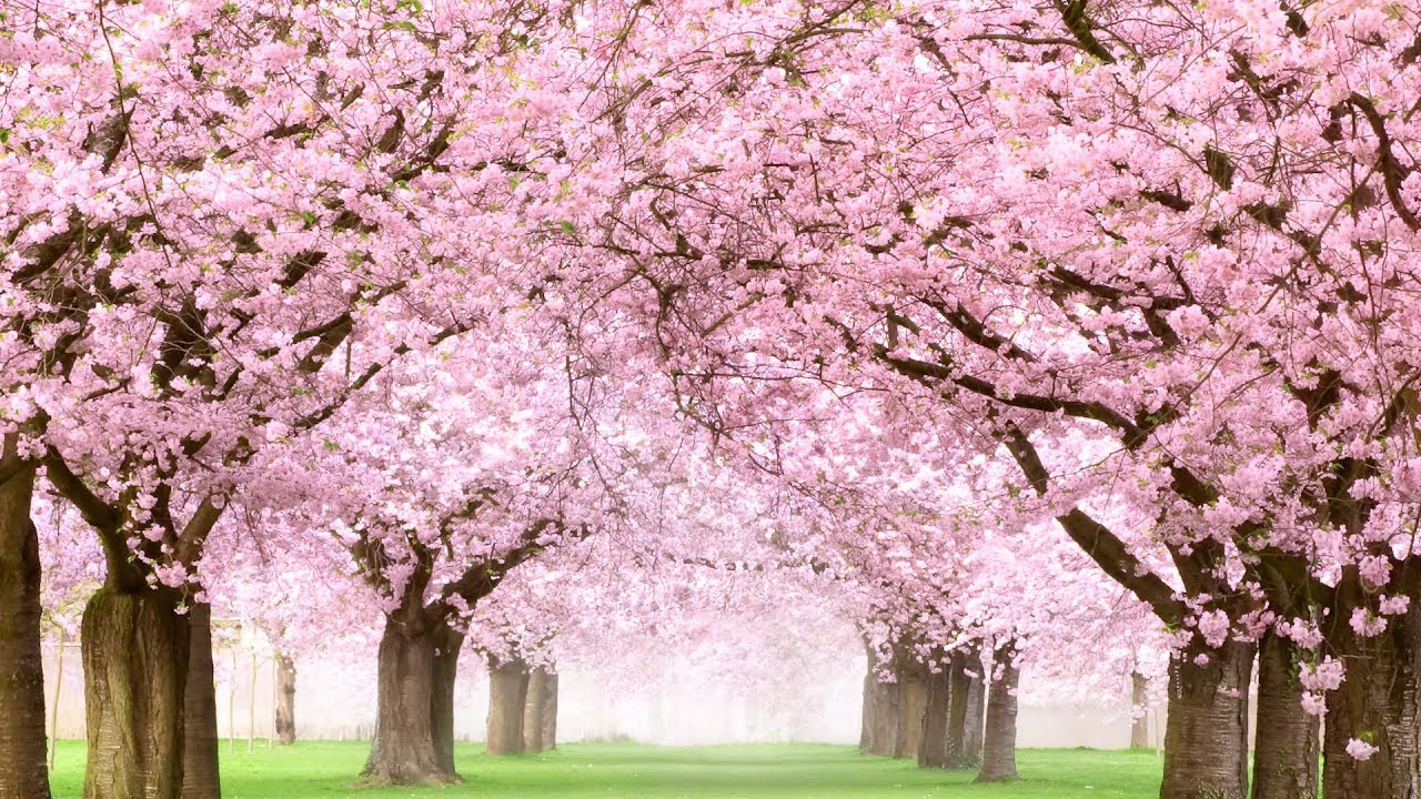 Peaceful music, Beautiful music, Instrumental music "Golden Spring" by ...