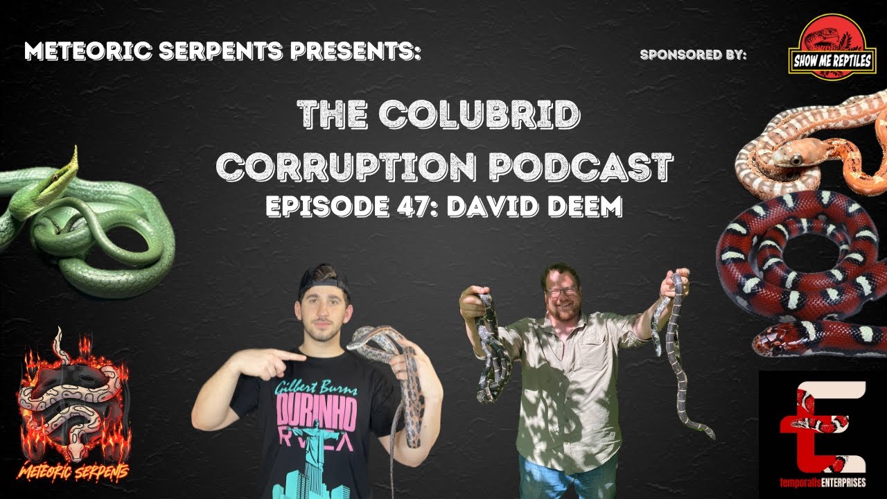 Why Milk Snakes Are Underrated w/ David Deem | The Colubrid Corruption ...