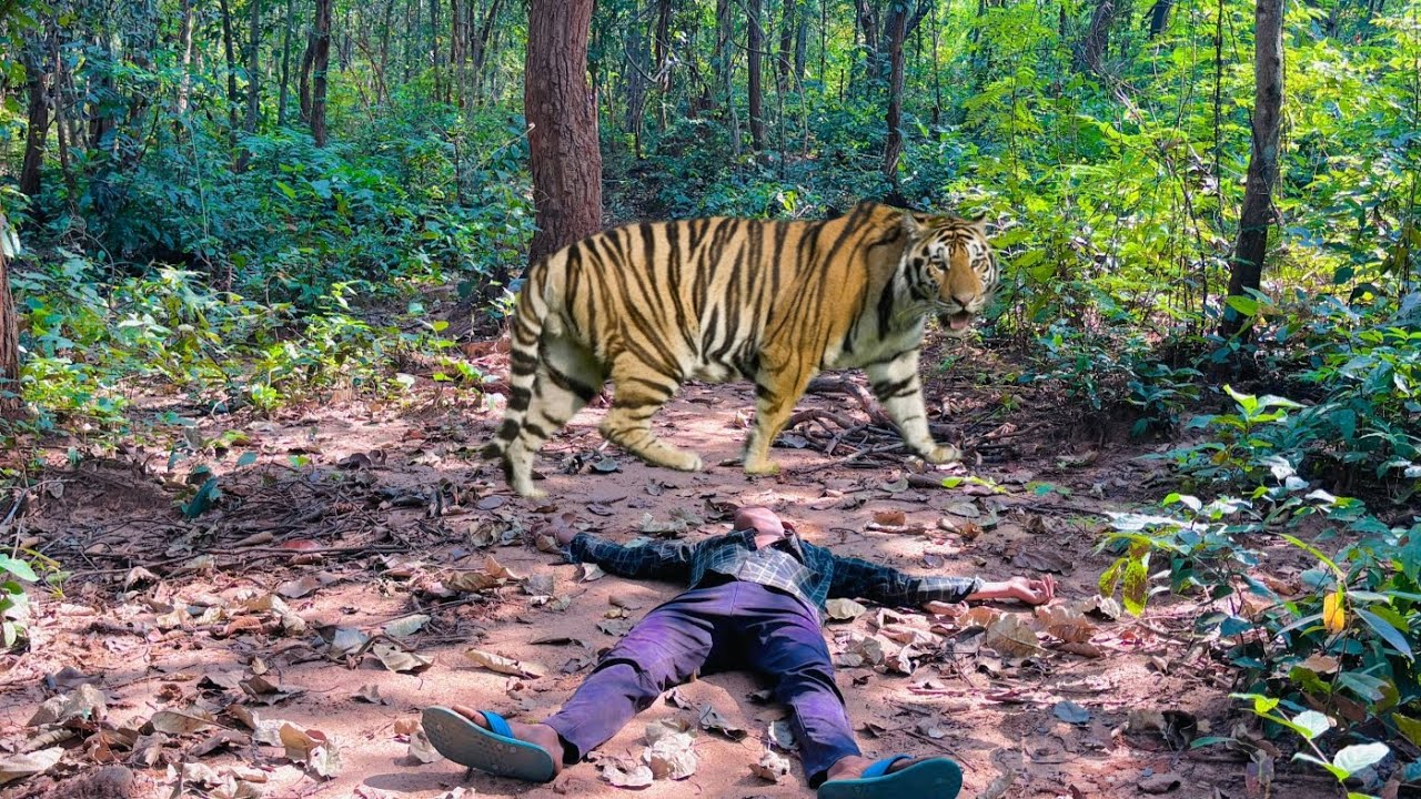tiger attack man in the forest | tiger attack in jungle, royal bengal ...