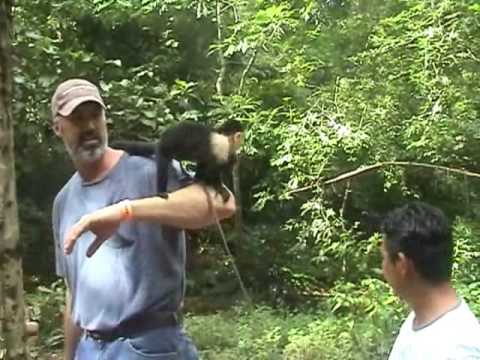 Monkeys in Roatan p1 - YouTube