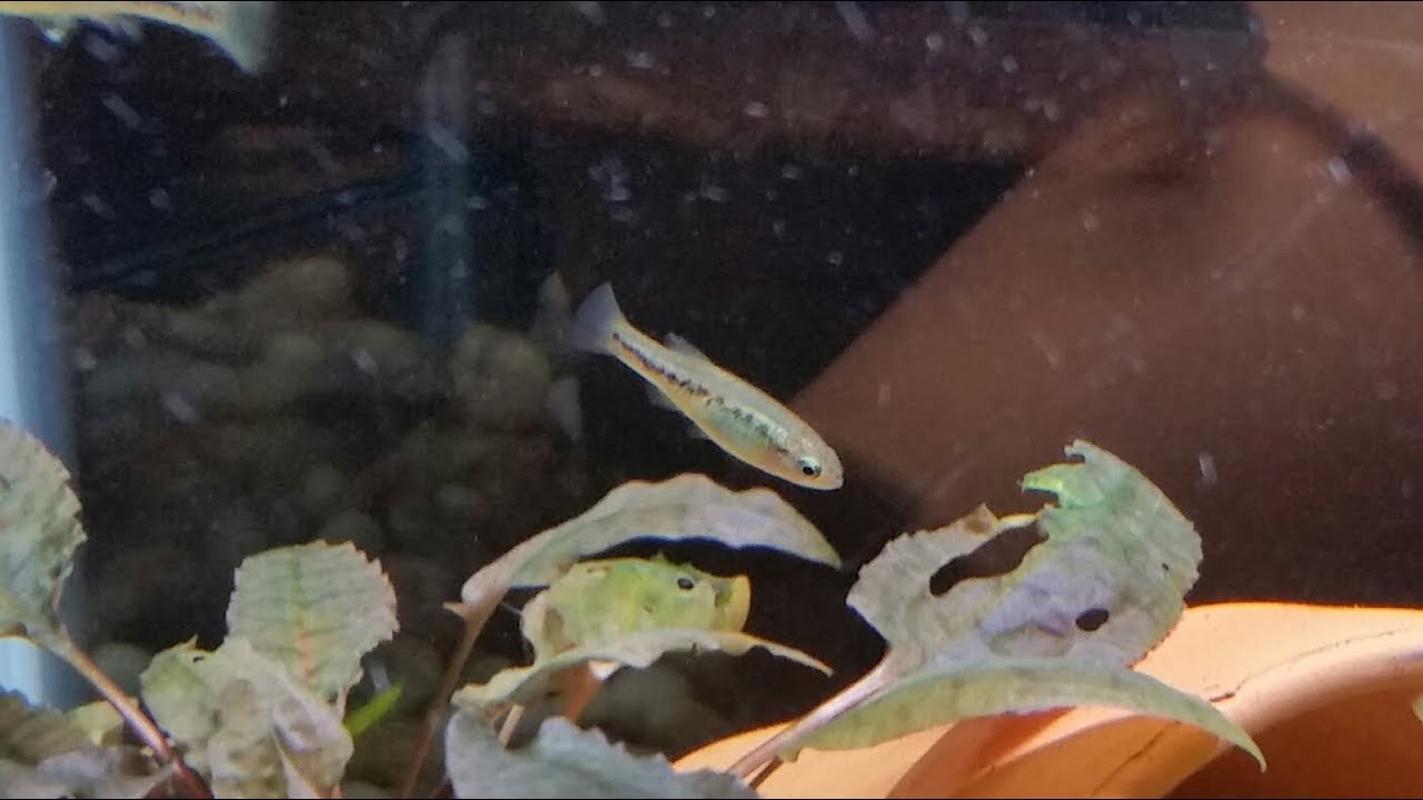 Goodeid Update: Ilyodon whitei, aka Balsas Splitfin! Is the Colony ...