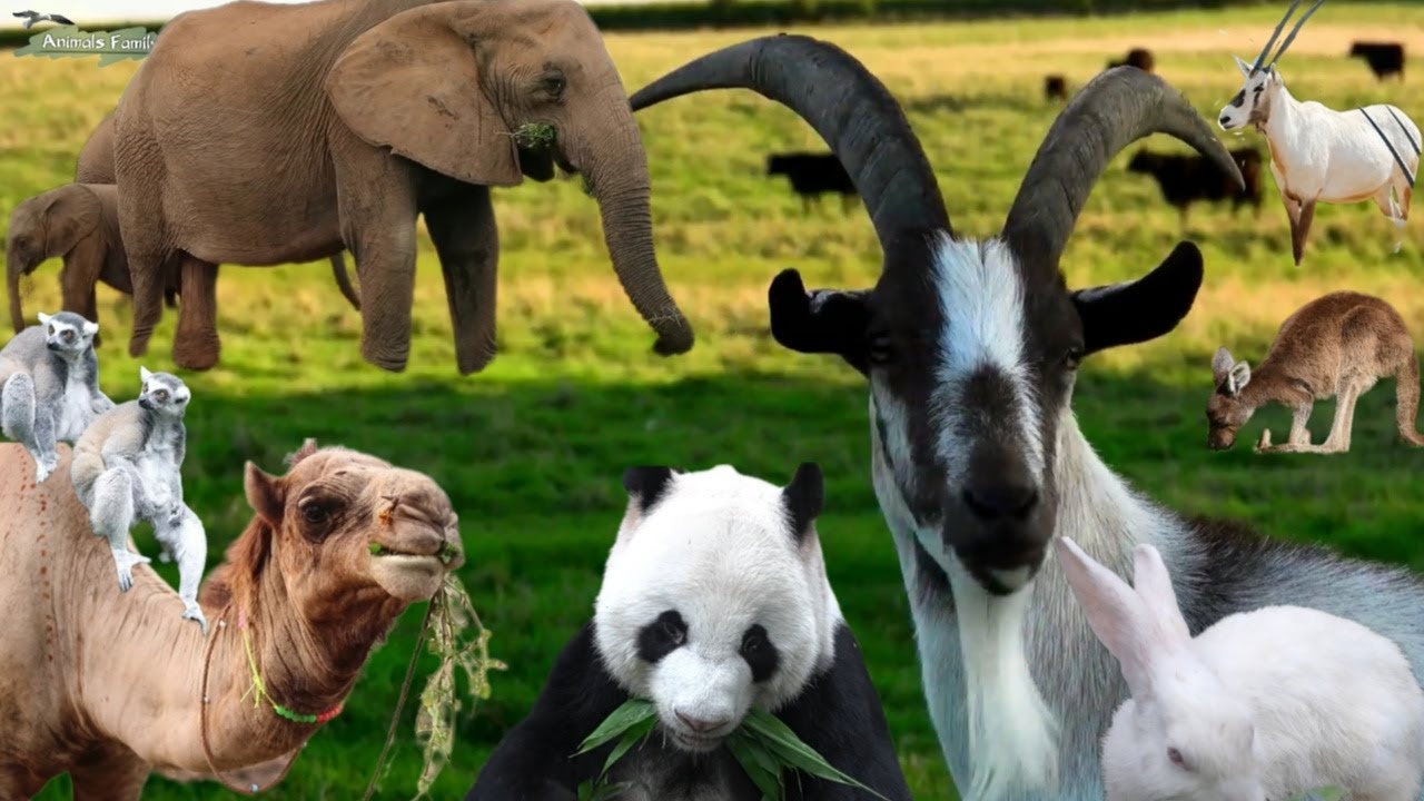 Hewan herbivora : Sapi,kambing,kuda,kerbau,kelinci,gajah,jerapah,badak ...