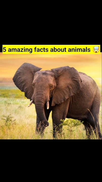 Amazing fact about animals 🦁🐎|Crazy facts about animals 🤯#facts # ...