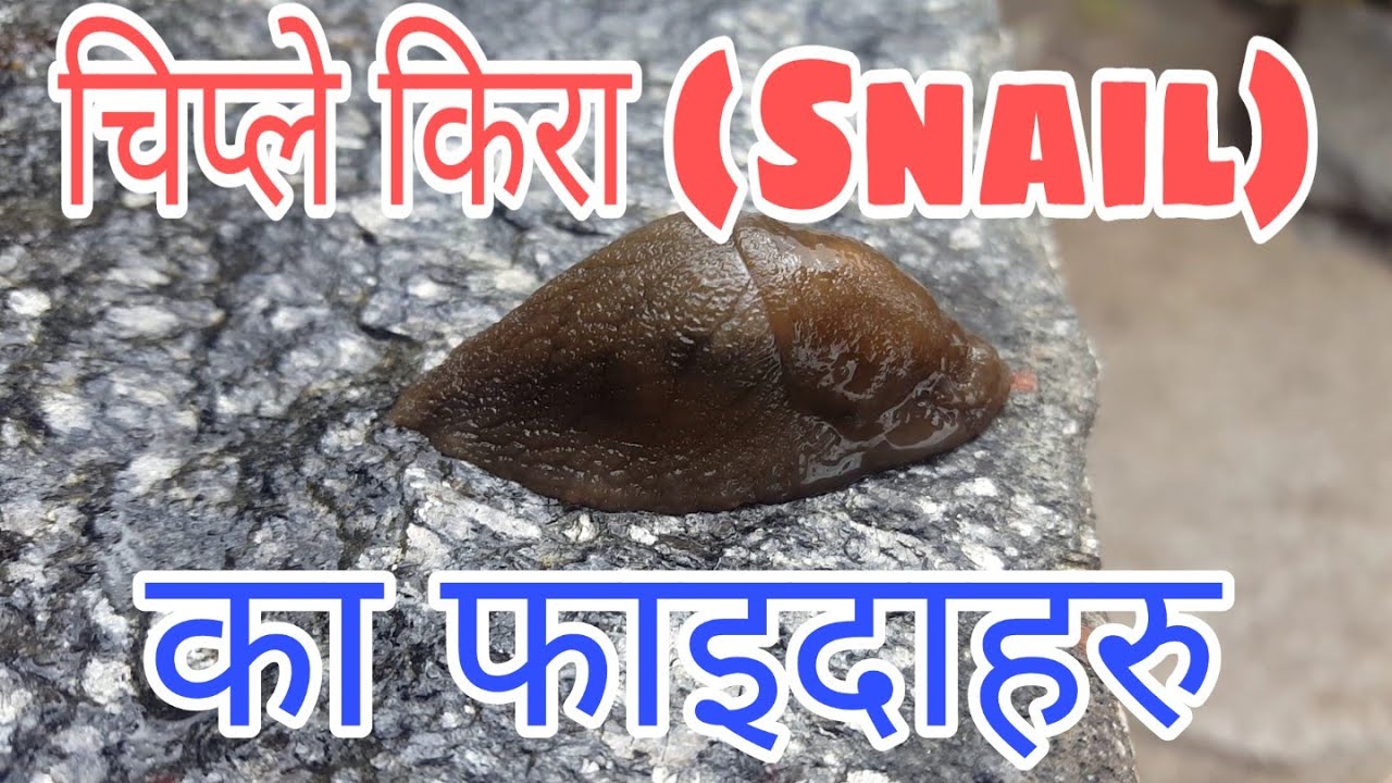 चिप्ले किरा कसरी खाने ? चिप्ले किरा (Snail) खाएपछी हुने फाइदाहरु ...