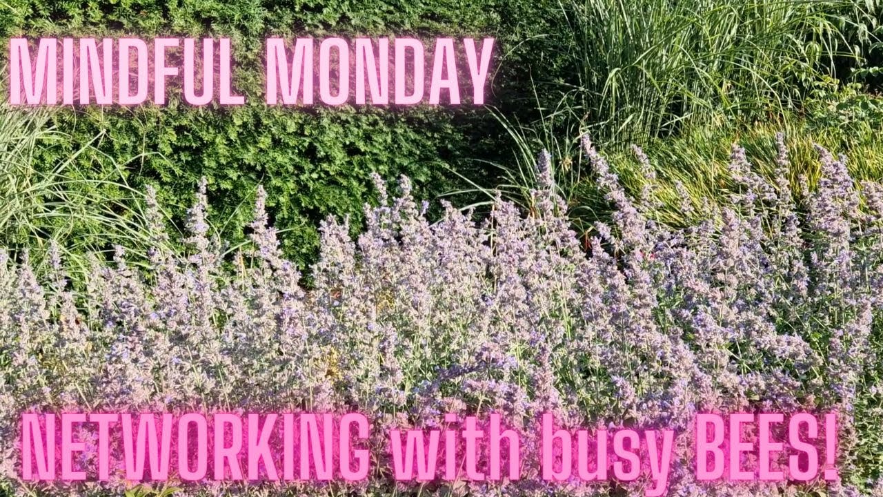 Mindful Monday - NETWORKING nature video meditation - for mind, body ...