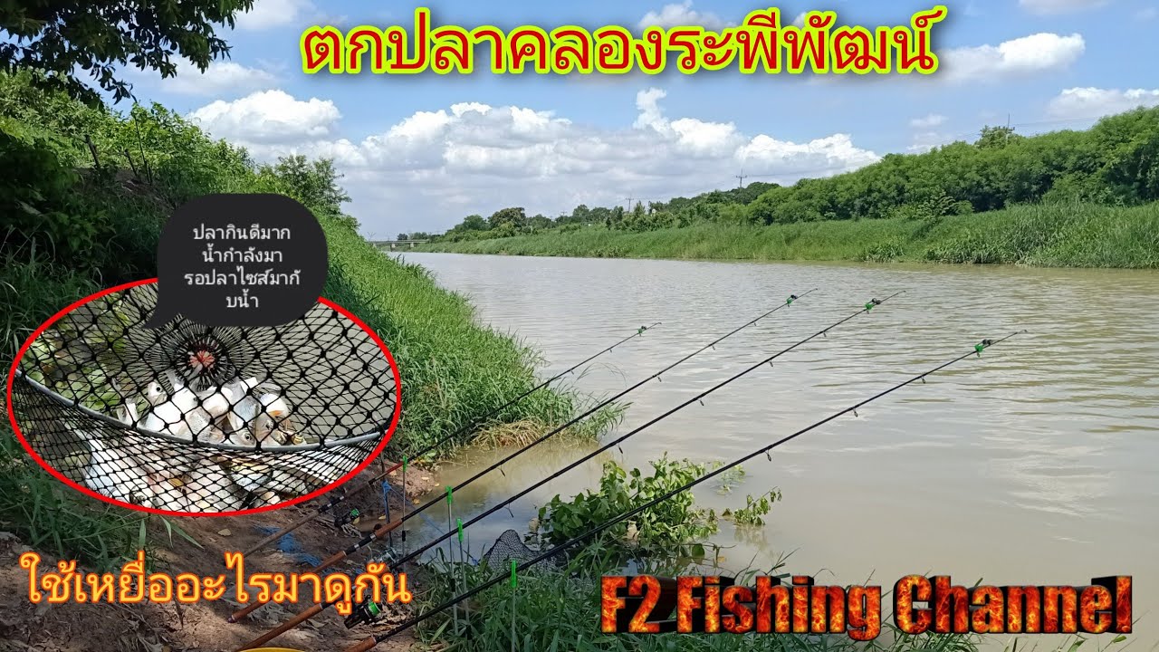 EP#2🐠 ตกปลาคลองระพีพัฒน์ น้ำมาแล้วมาดูไซส์ปลากัน | F2 Fishing Channel ...