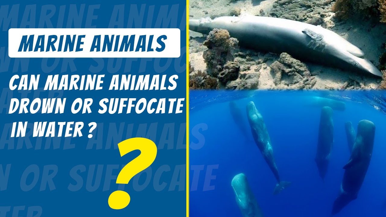 Can Marine Animals Drown or suffocate in Water ? - Science Count - YouTube
