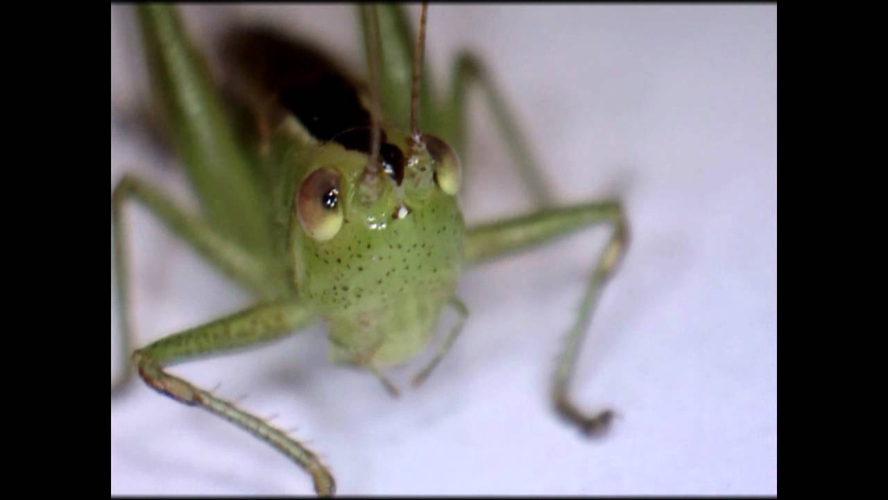 Green Grasshopper Extreme Closeup - Backyard Bugs - Ohio Insects - YouTube
