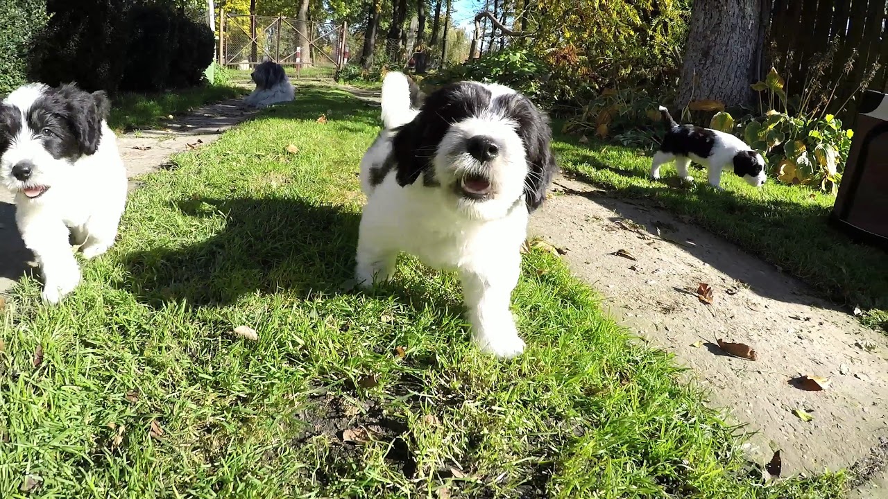 Polish Lowland Sheepdog Breed Profile: Essential Facts - Petful