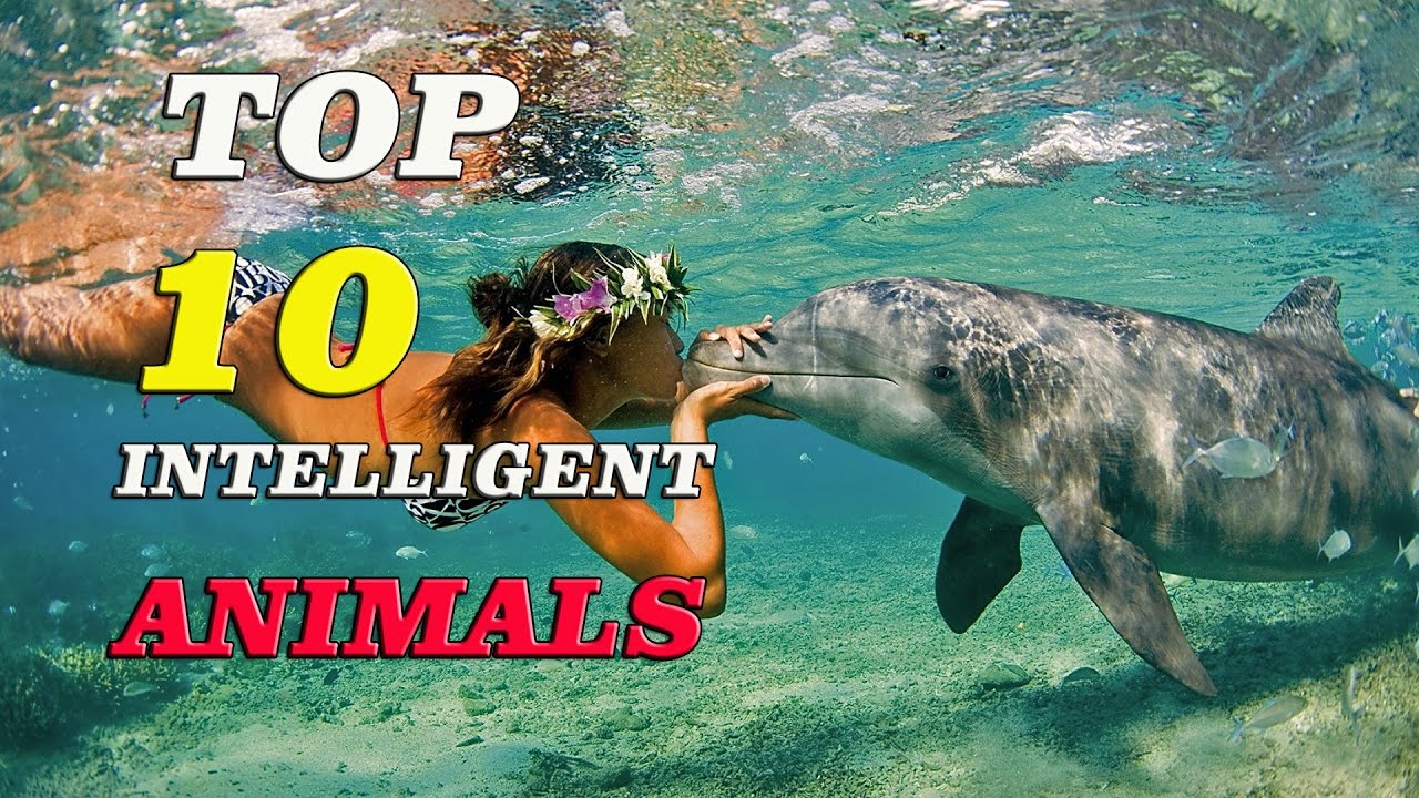 Top 10 Most Intelligent Animals - YouTube