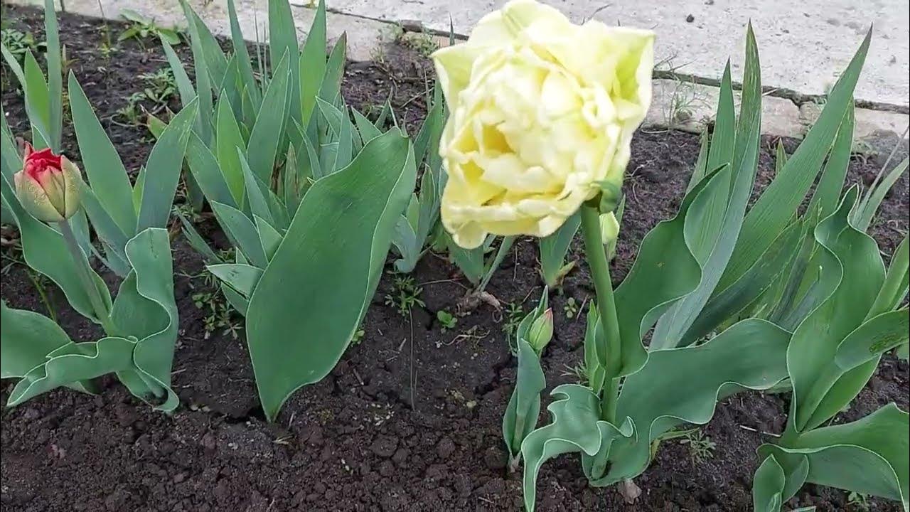 Весна Перші квіти на дачі Spring The First Flowers In The Country