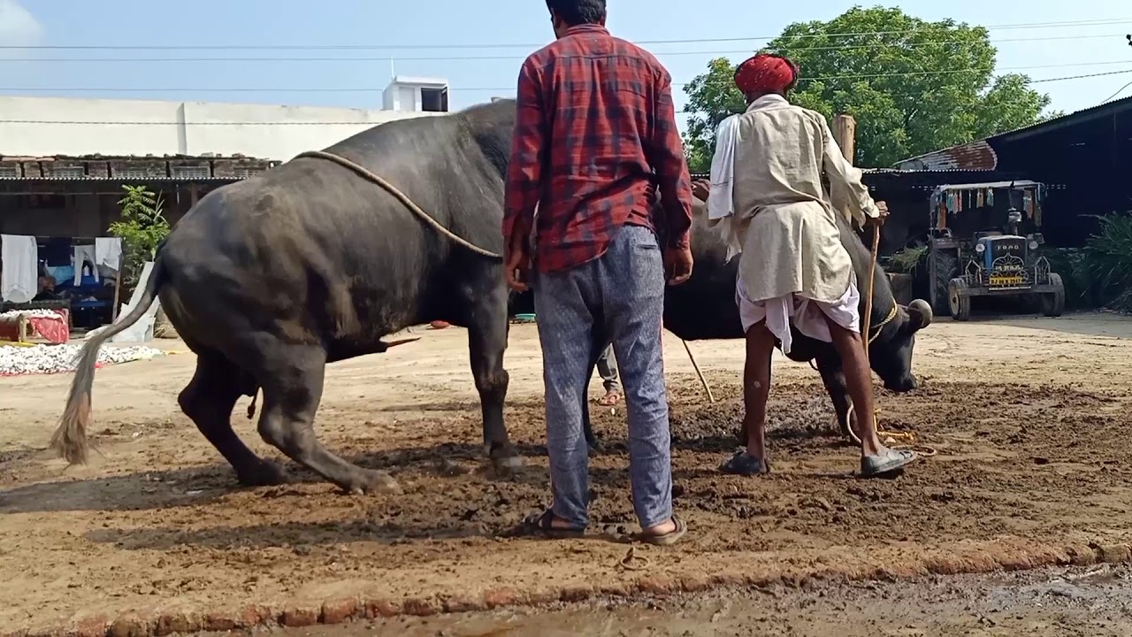 fantastic murra buffalo first time mating!! buffalo and horse cross ...