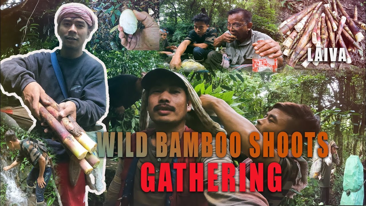 Village lifestyles : Wild Bamboo Shoot Gathering - YouTube