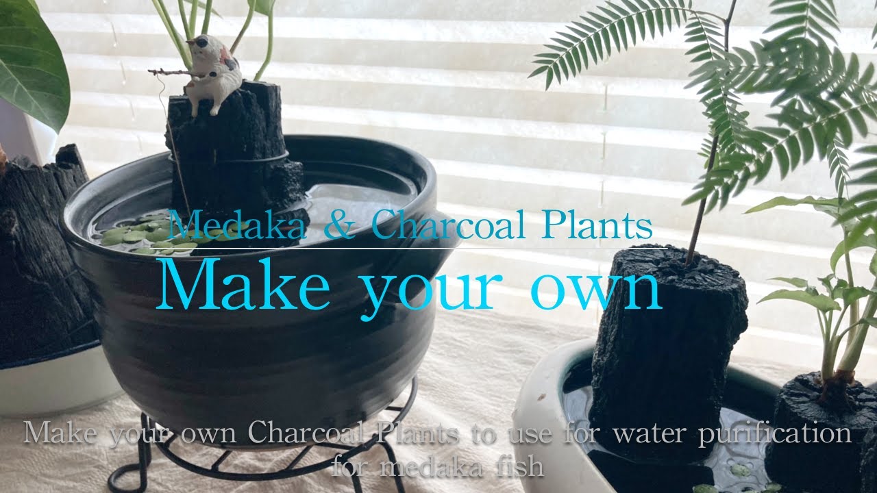 Purify Medaka (Rice Fish) breeding water - Make your own Charcoal ...