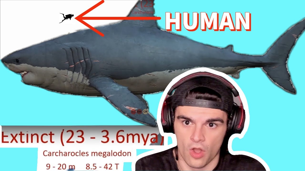 Foolish Attempts Shark Pronunciations (and Fails) - YouTube