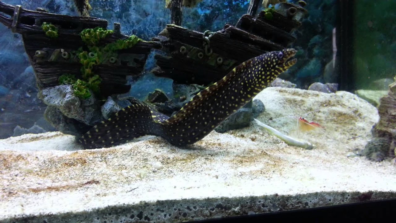 Skunk Shrimp competing with Jeweled Moray for food - YouTube