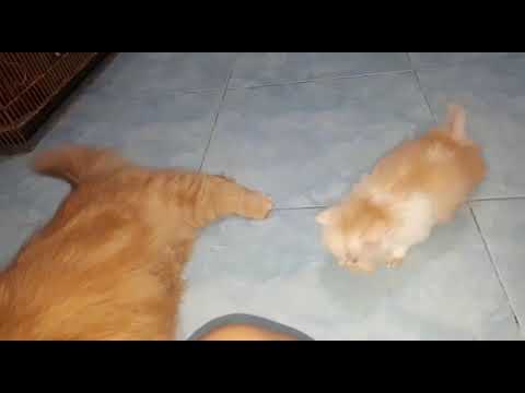 KUCING GMBUL KOK BISA? KARENA INI?