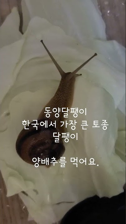 동양달팽이 달팽이집사 달팽이먹이 애완 Youtube