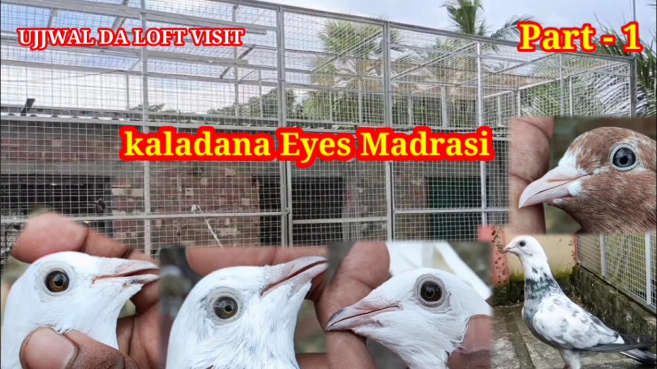 Best Quality kaladana eyes Madrasi pigeon . Ujjwal Da pigeon loft visit ...