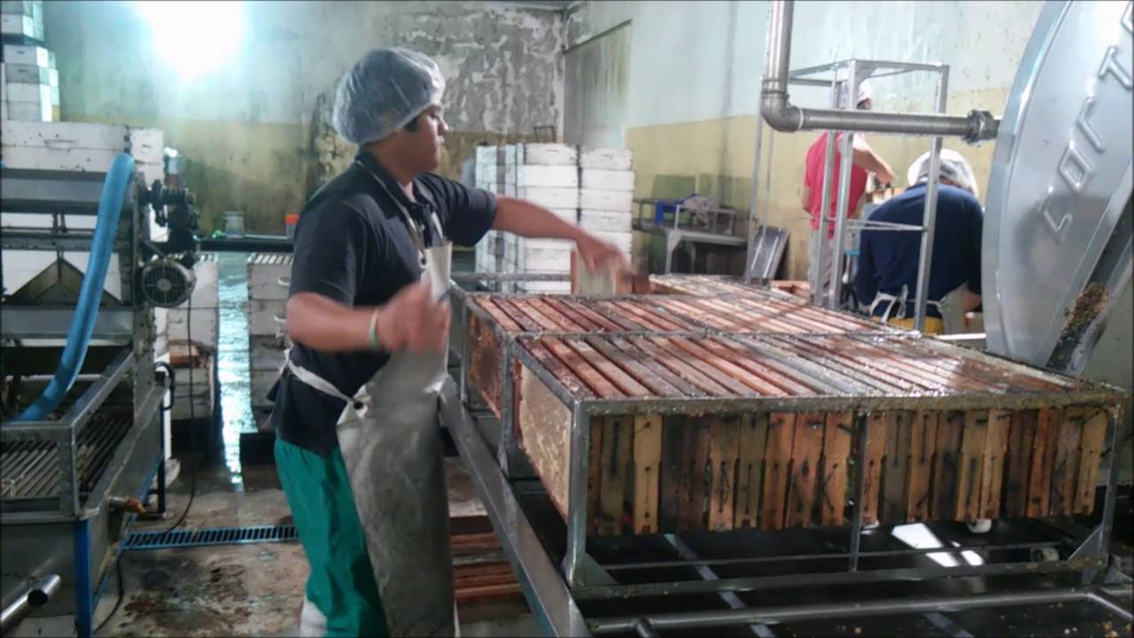 PROCESO PRODUCTIVO DE LA MIEL - YouTube