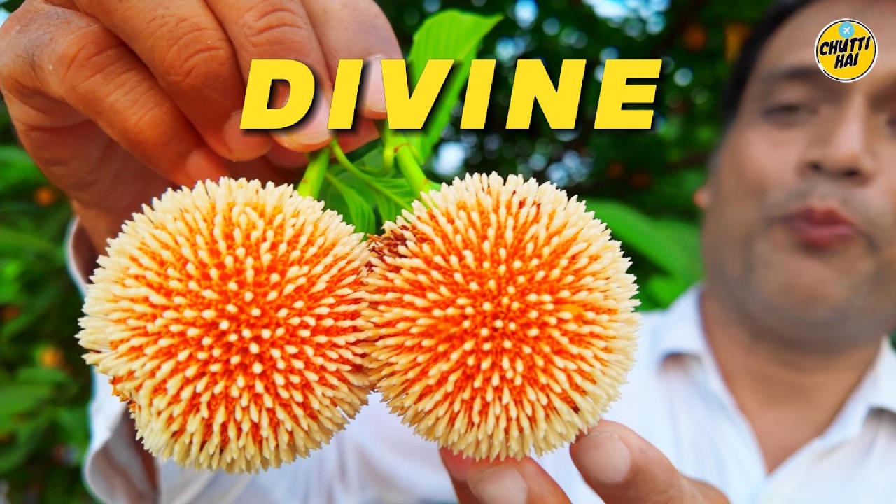 Kadamba Tree Full of Flowers in Kolkata | Beautiful & Sacred Tree 🌳🌼 ...