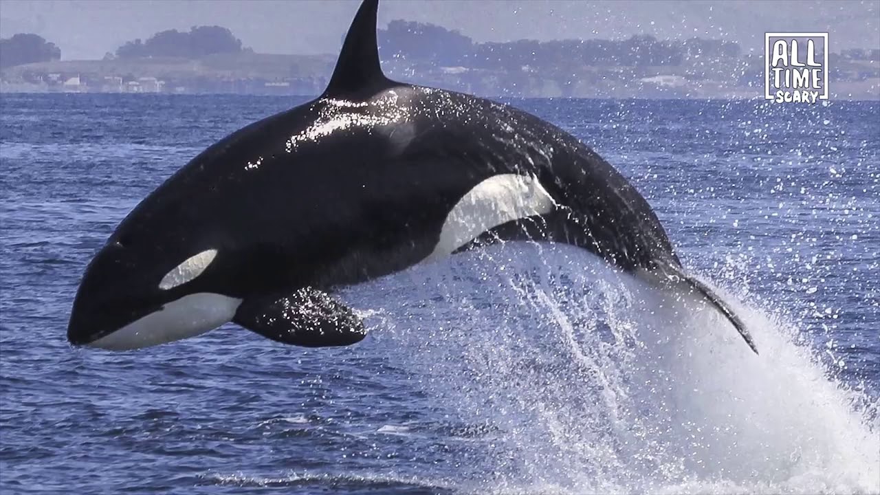 MIRROR HUGE Mandela Effect - The Orca (Killer) Whale now has strange ...
