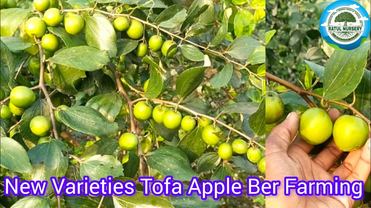 New Varieties Tofa Apple Ber Farming In India - YouTube