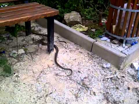 Gjarperi ne Parkun e Liris Ferizaj ( Te Pishat ) - YouTube