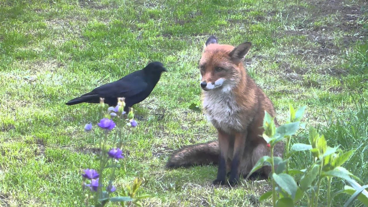 Crow keeps fox at bay while it's mate eats the fox's food. - YouTube