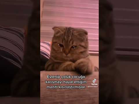 kedi videoları #komedi #komikvideolar #tiktok #kedi #caps #vine