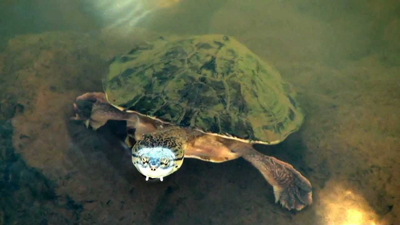 Tortuga de arroyo (Phrynops williamsi) - YouTube