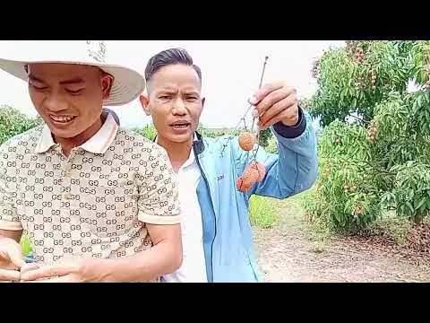 vườn vải sơpai.làng cung.huyện kbang_-ruby vin vlogs 81 - YouTube