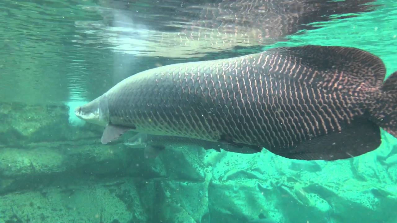 Gros poisson aquarium - YouTube