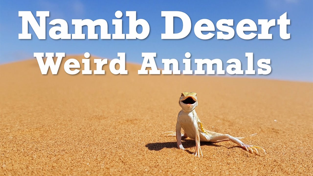 Namib Desert Animals Namibia Wildlife Top 10 Best Animals To Spot In