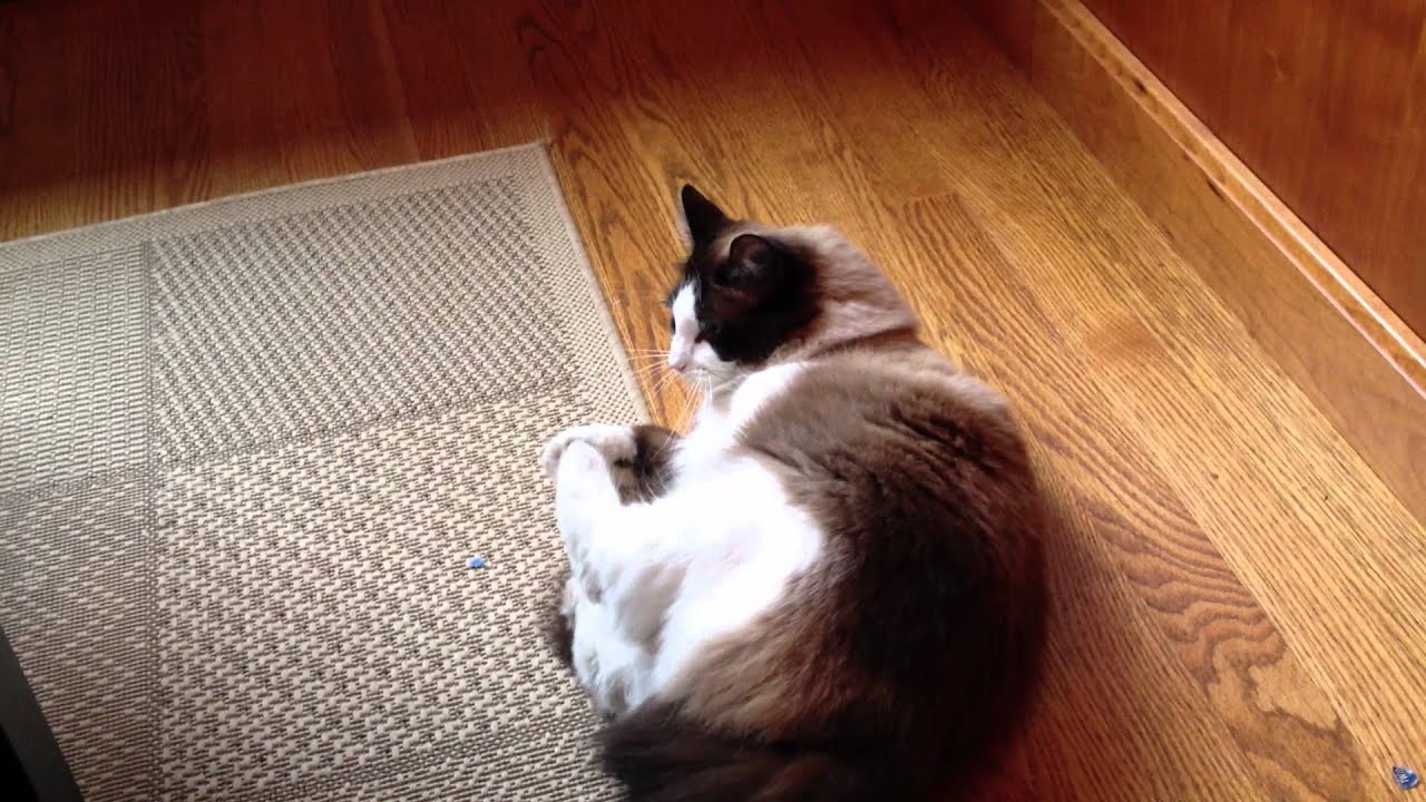 Cat chases tail with somersault - YouTube