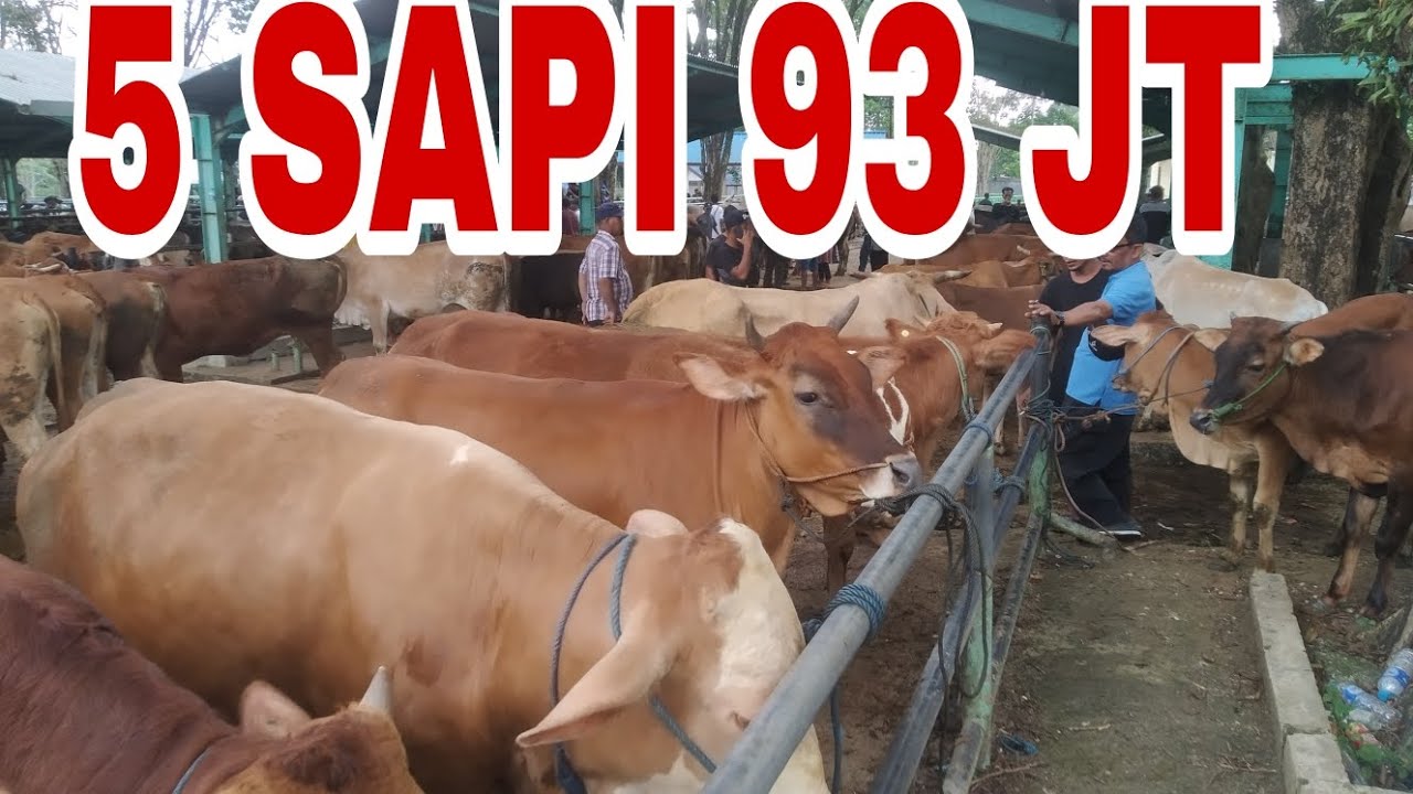 5 SAPI HARGA 93 JUTA DI PASAR SAPI PELAIHARI TANAH LAUT KALIMANTAN ...