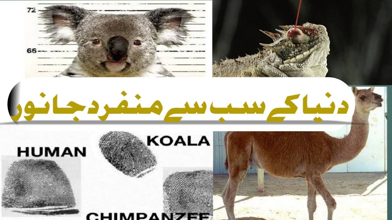 Interesting Facts About Animals In Urdu YouTube interesting-facts-about-animals-in-urdu-youtube