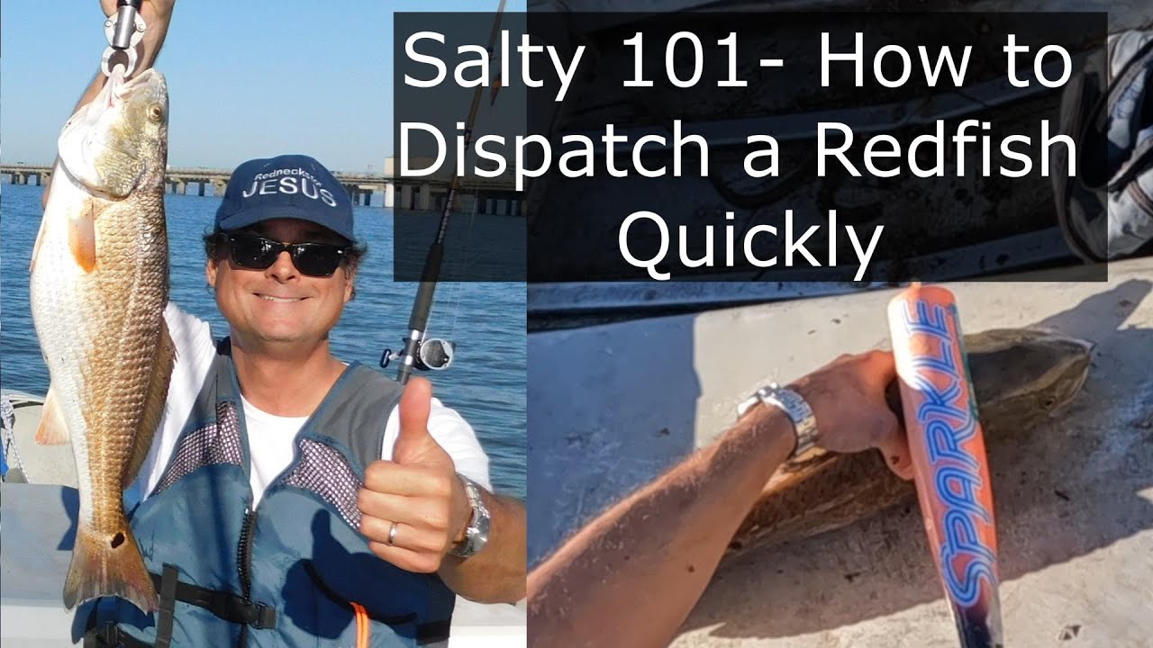 Salty 101- How to Dispatch a Redfish Quickly - YouTube