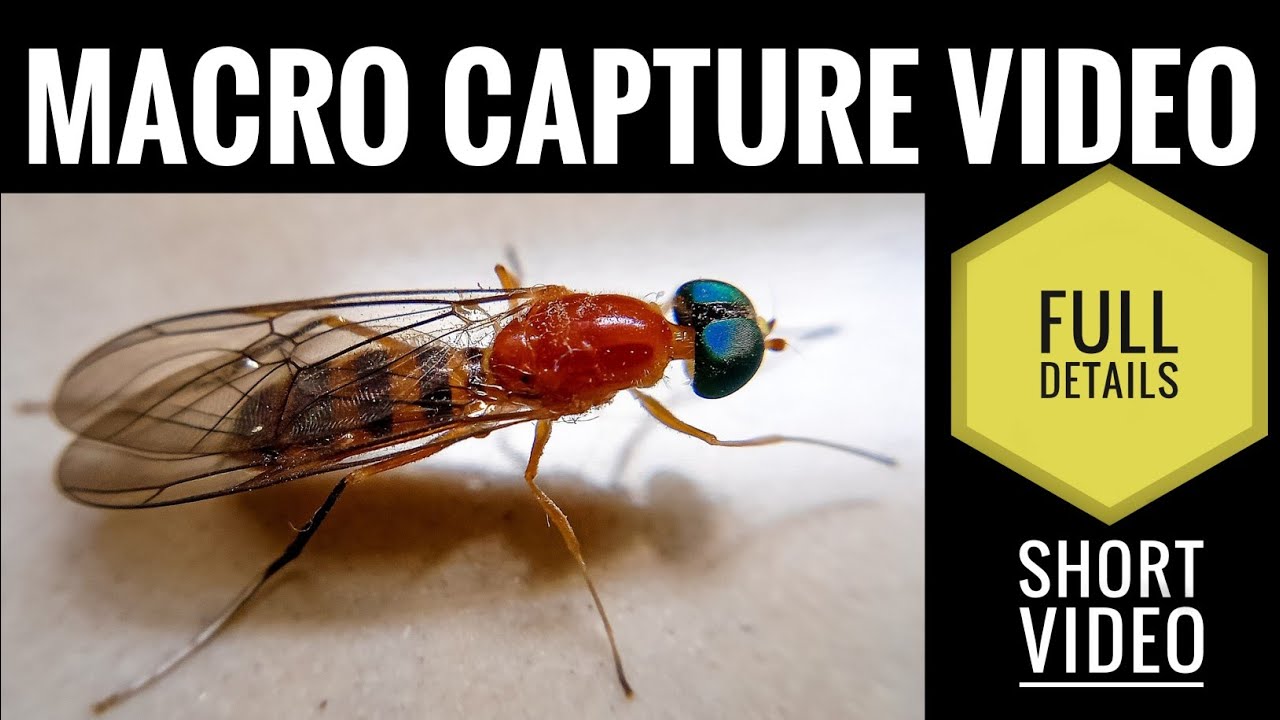 Insect Macro Capture | Macro clip | Short Video | shootwithmayur ...