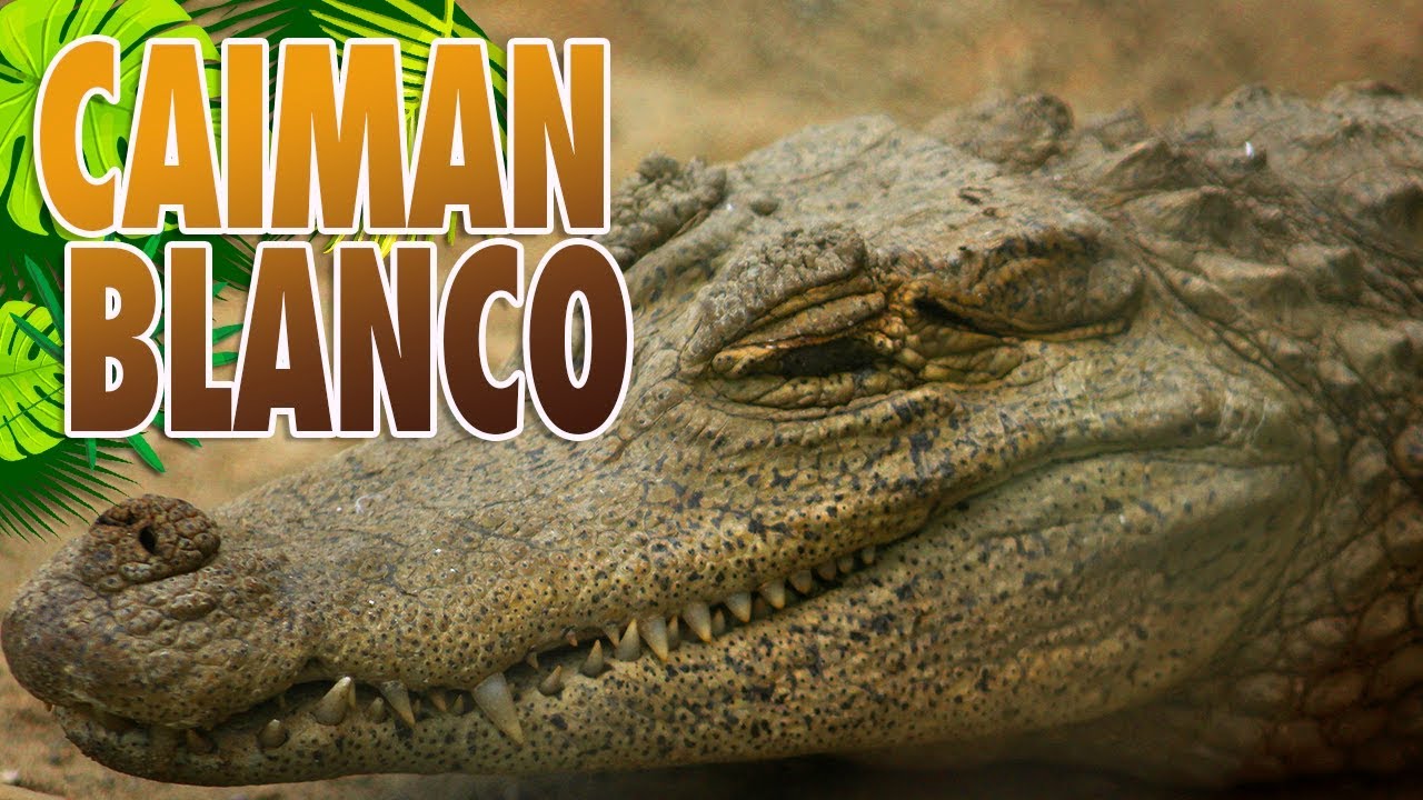 Caimán Blanco - Zoológico Huachipa - YouTube